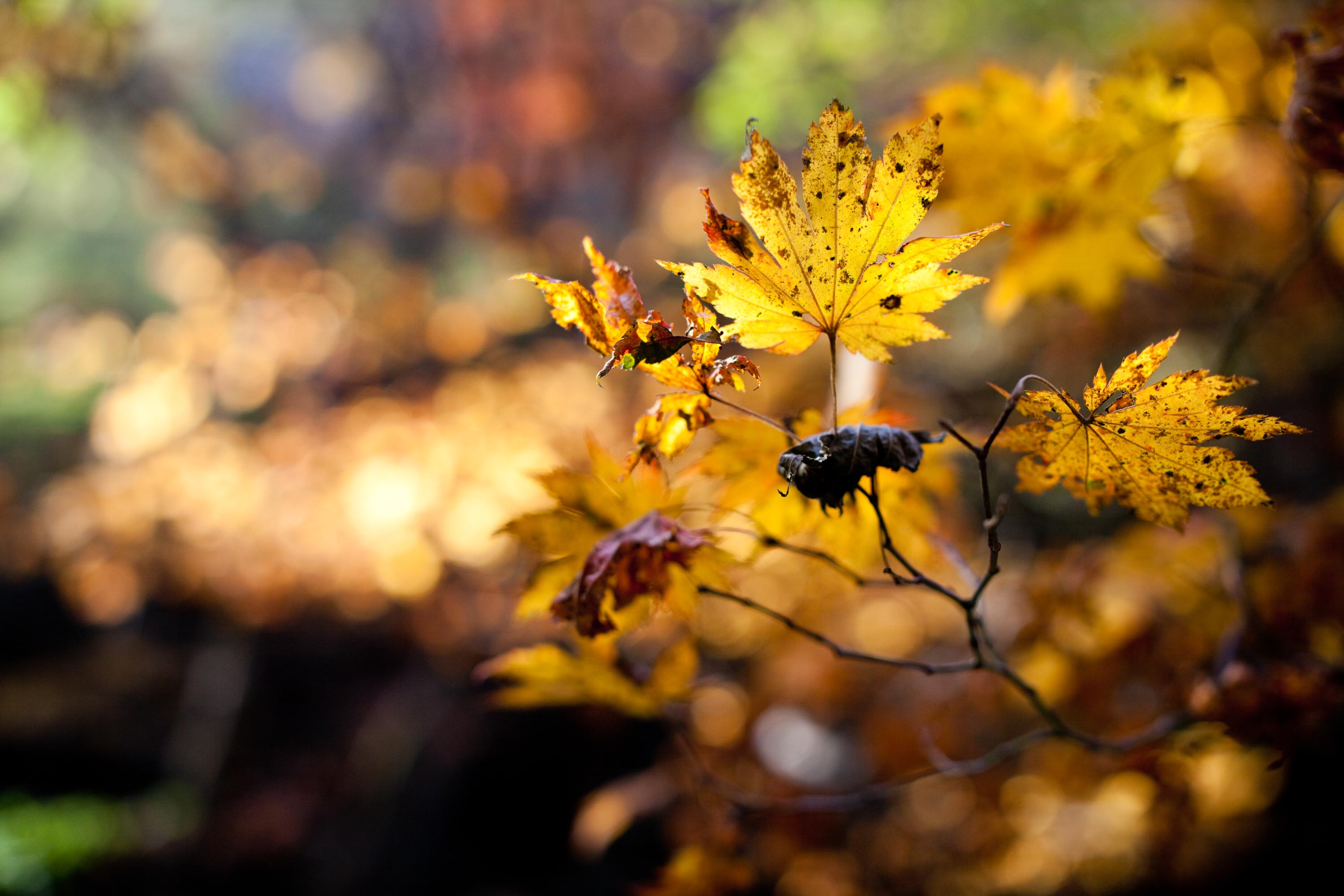 Finding Nature | Welcome to Infusion